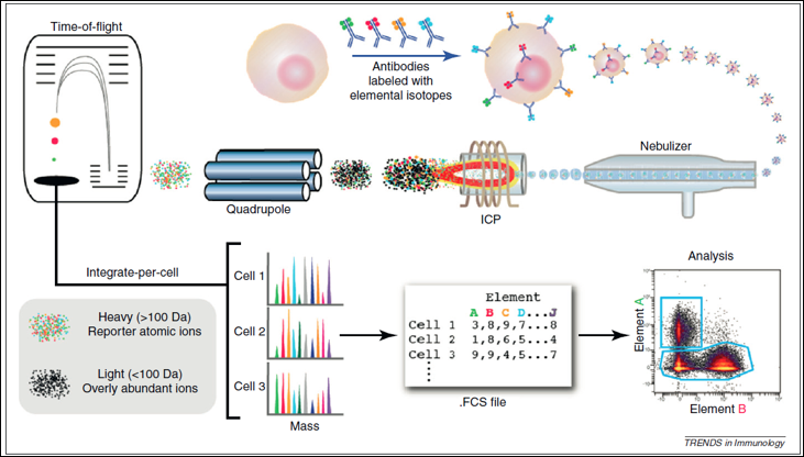 Mass Cytometry