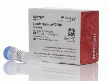 Lipofectamine Transfection Reagent Thermo Fisher Scientific