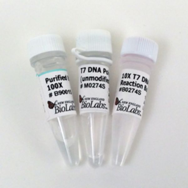 RSC - eStore. (L) T7 DNA Polymerase (unmodified)