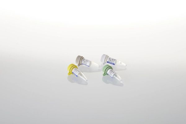 Rsc Estore Pgem T Vector System I