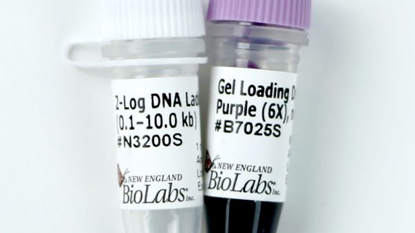 RSC - eStore. (L) 2-Log DNA LAD